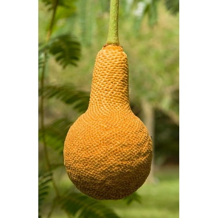 Malawi Mangochi Lake Malawi Fruit, Club Makakola Poster Print by Roy ...