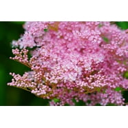 Grow Willow for Biofuel, Biomass - Fresh Cuttings to Plant - Easy and ...