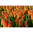 250 Fragrant Orange Wonder Snapdragon Antirrhinum Majus Plant Flower ...