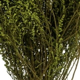 Vickerman 14-18" Oasis Green Stoebe Bundle, Preserved - Walmart.com