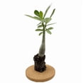 Pink Desert Rose Plant Live for Planting, Adenium Obesum Plant, Vibrant ...