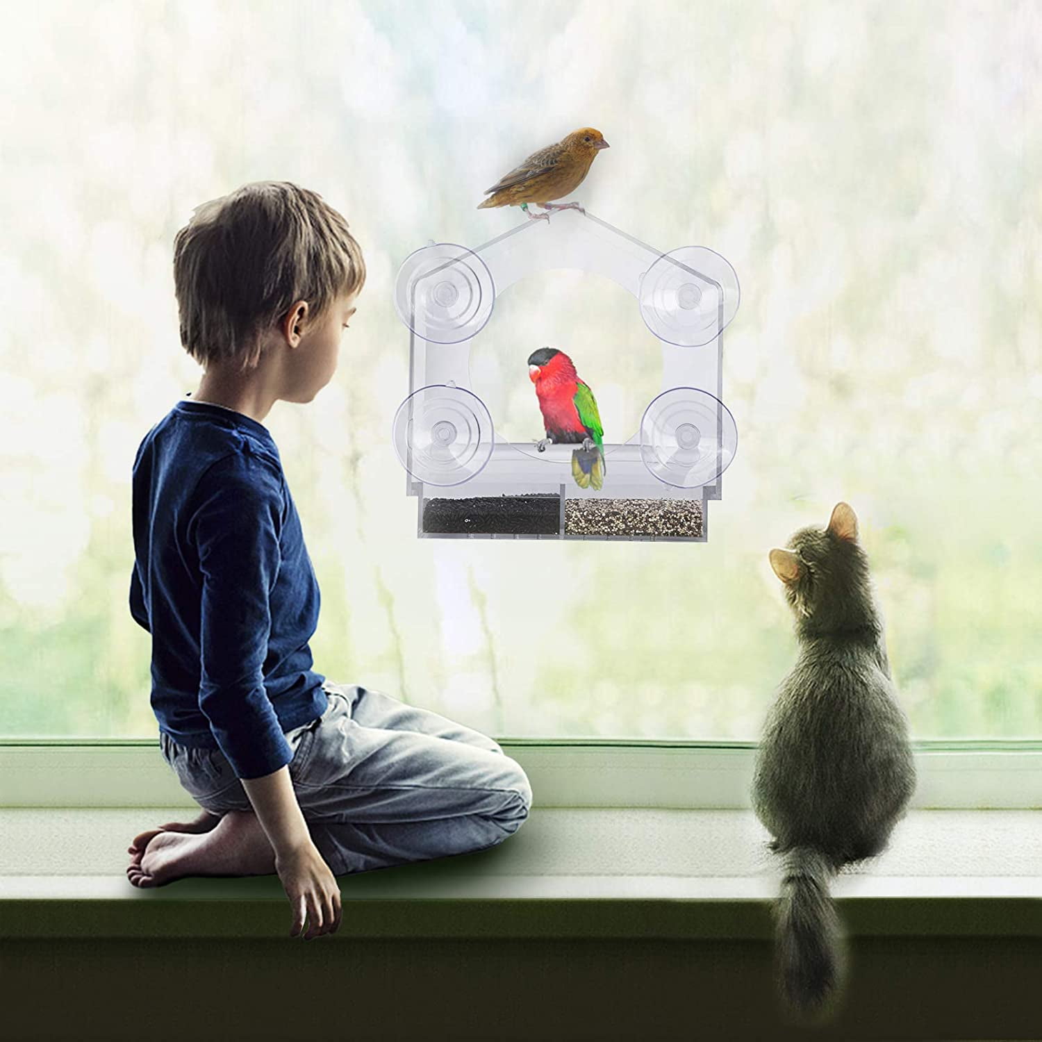 Buy Squirrel Proof Window Bird Feeder with 4 Strong Suction Cups and ...