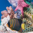 2X Aquarium Background Paper HD Picture 3D Three-Dimensional Fish Tank ...
