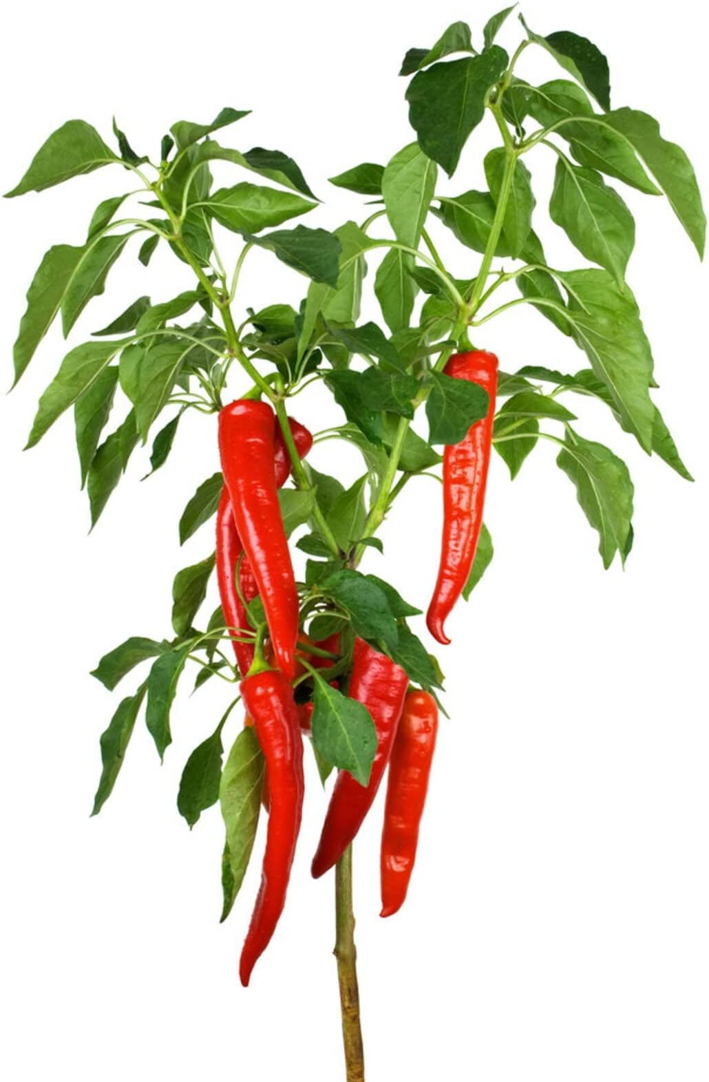Red Cayenne Pepper Seeds - 100 Seeds - Grow Red Chili Peppers - Great ...