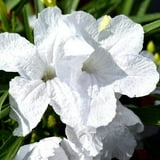 Dwarf Mexican Petunia White Katie's Dwarf Ruellia Brittoniana 3 Live ...