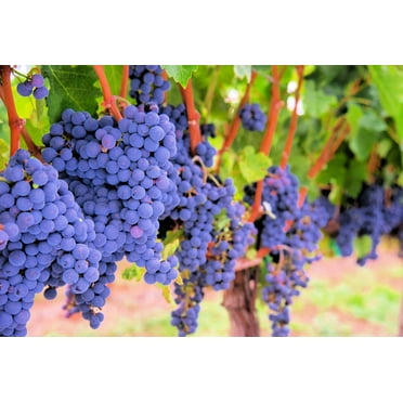 20+ Red Concord Grape Seeds - Grow Grape Vines for Wine Making, Fruit ...