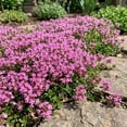 Set 100 Pink Creeping Thyme Seeds, Creeping Thyme Plants, Perennial ...