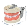 Typodont Teeth Model with 32 Detachable Teeth for Dental Hygiene ...
