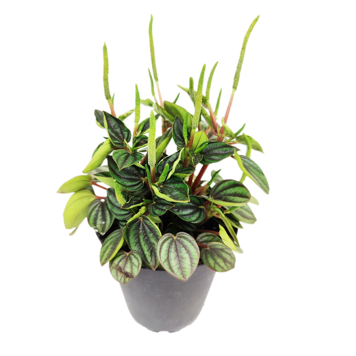 Peperomia Piccolo (4"+ Plastic Pot) - Easy to Care and Low Light ...