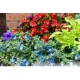 Blue Daze 1 Large Gallon Size Plant Evolvulus Glomerata Low Maintenance ...