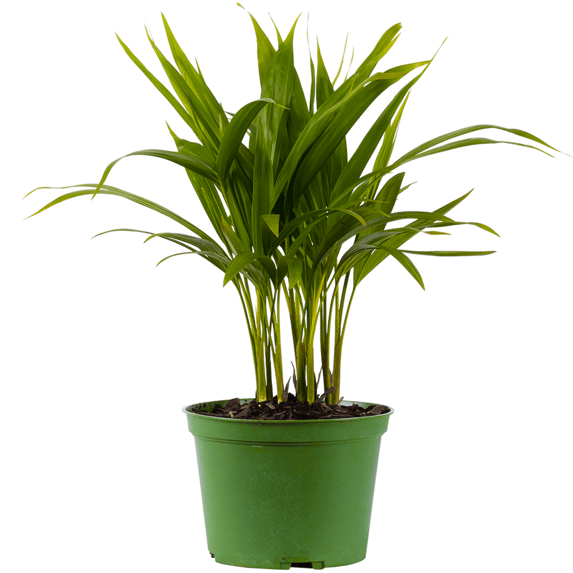 Click here for Plantsome Areca Palm (M) Live Plants In 6 Growers... prices