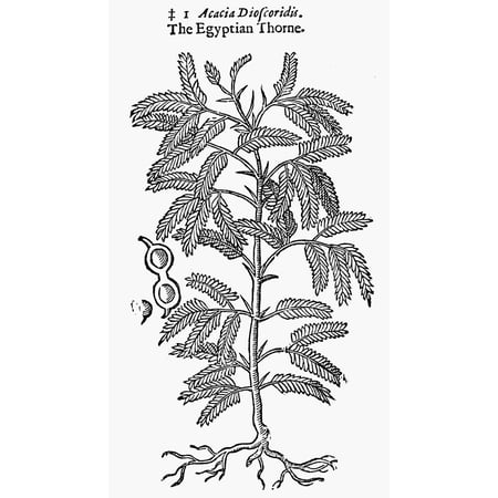 Egyptian Acacia Tree. /Nan Egyptian Acacia Tree/Nor Thorn Tree (Acacia ...
