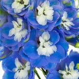Better Homes & Gardens 2QT Blue Delphinium Blue Diamonds Live Perennial ...
