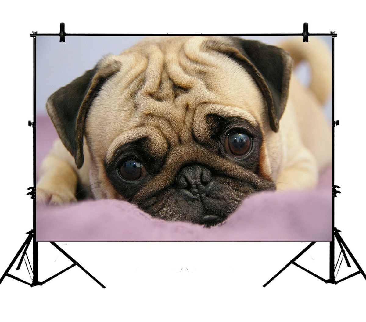ZKGK 7x5ft Pug Puppy Polyester Photography Backdrop For Studio Prop ...