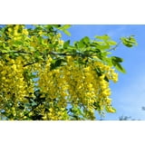 25 SIBERIAN PEASHRUB Caragana Arborescens Peatree Yellow Flower Legume ...