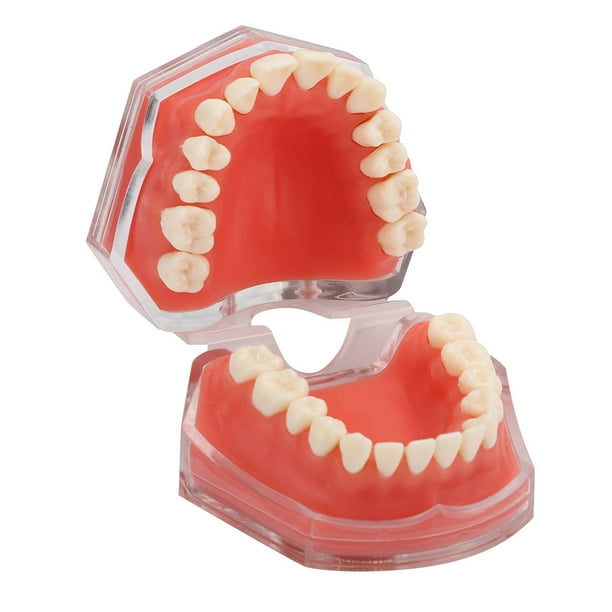 Oral Teaching,Gingiva Model Removable Teeth Dental Model Gingiva Model ...
