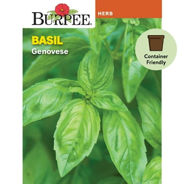 Burpee-Rosemary Seed Packet - Walmart.com