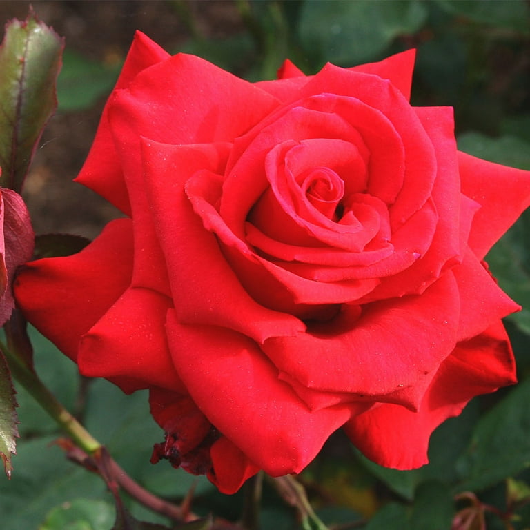Hybrid Rose Tree