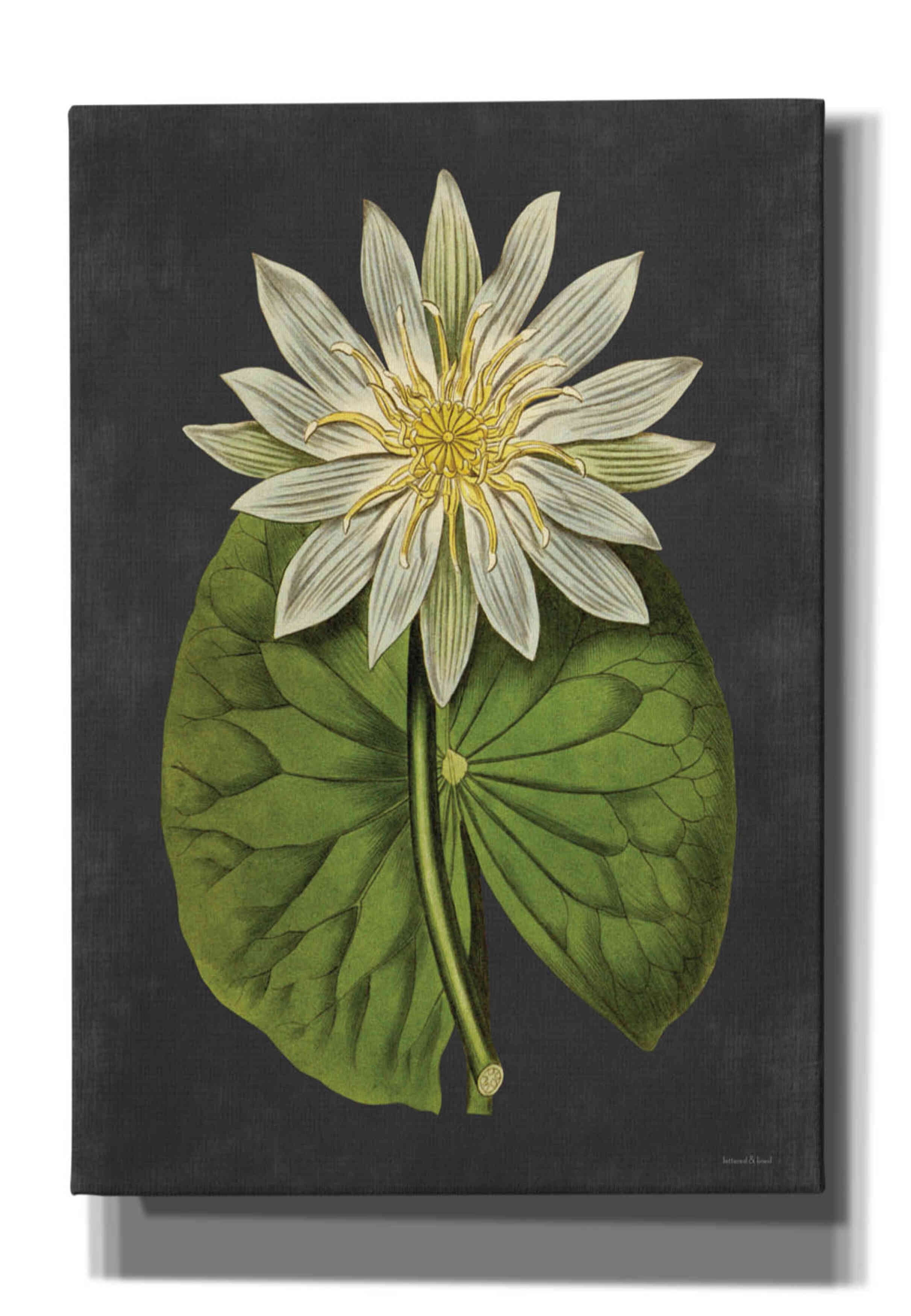 Epic Graffiti 'Lily' by Lettered & Lined, Giclee Canvas Wall Art, 18 ...