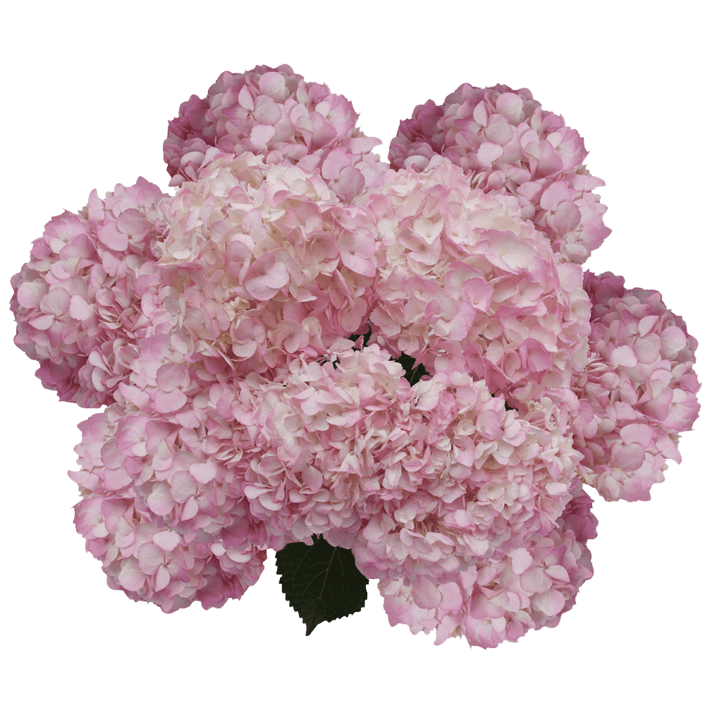 40 Light Pink Hydrangea Flowers- Beautiful Fresh Cut Flowers- Express ...