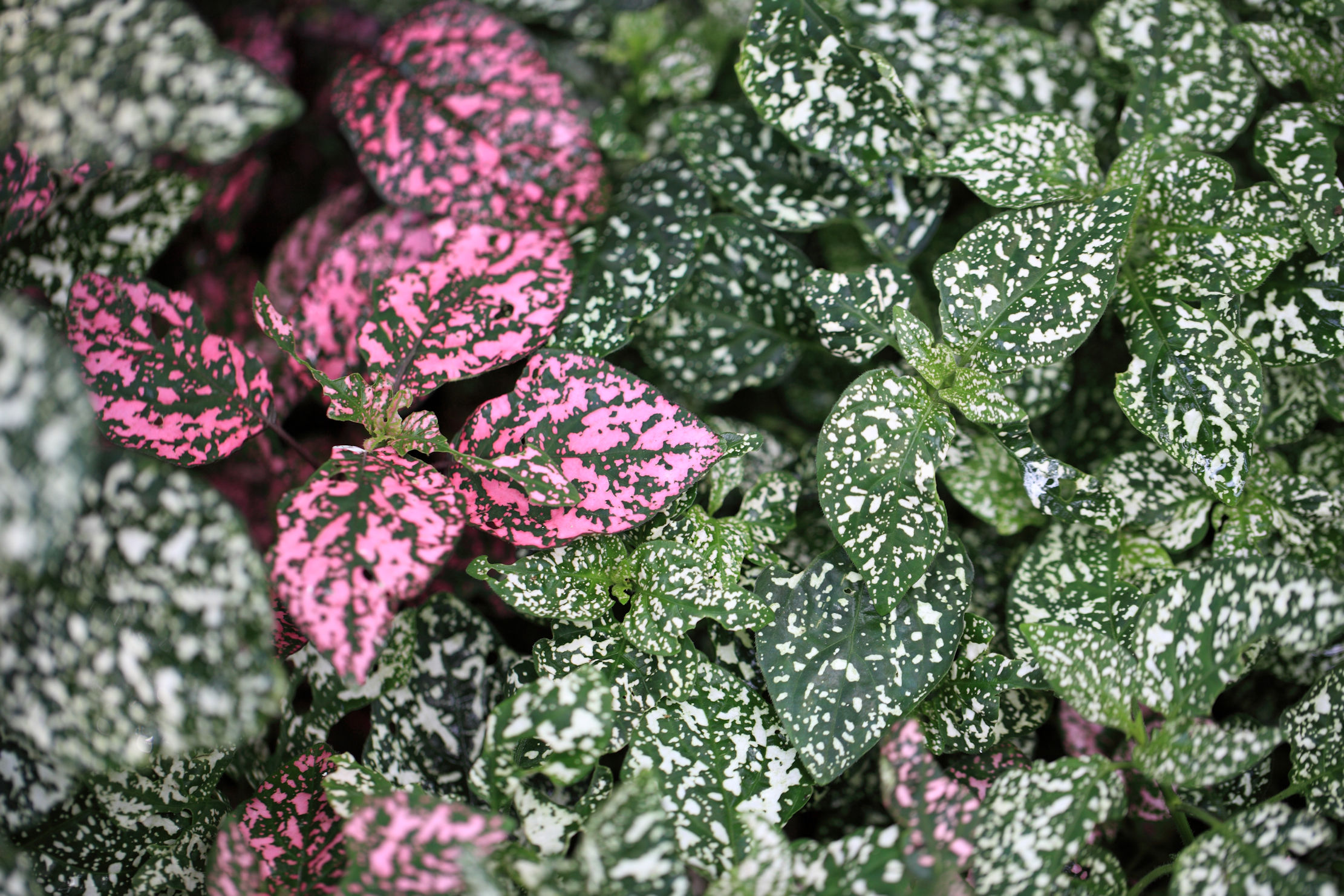 SEEDS 20 Seeds Pink Polka Dot Plant Hypoestes Sanguinolenta SEEDS 20 Seeds Pink Polka Dot Plant Hypoestes Sanguinolenta