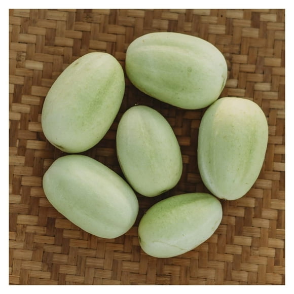 Seedless Cucumber Varieties