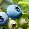 1 Gal. Premier Blueberry Bush - Fresh, Ripe, Sweet & Frozen Berries ...