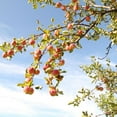 Whitney Crabapple Live Tree – 7 Gallon - Walmart.com