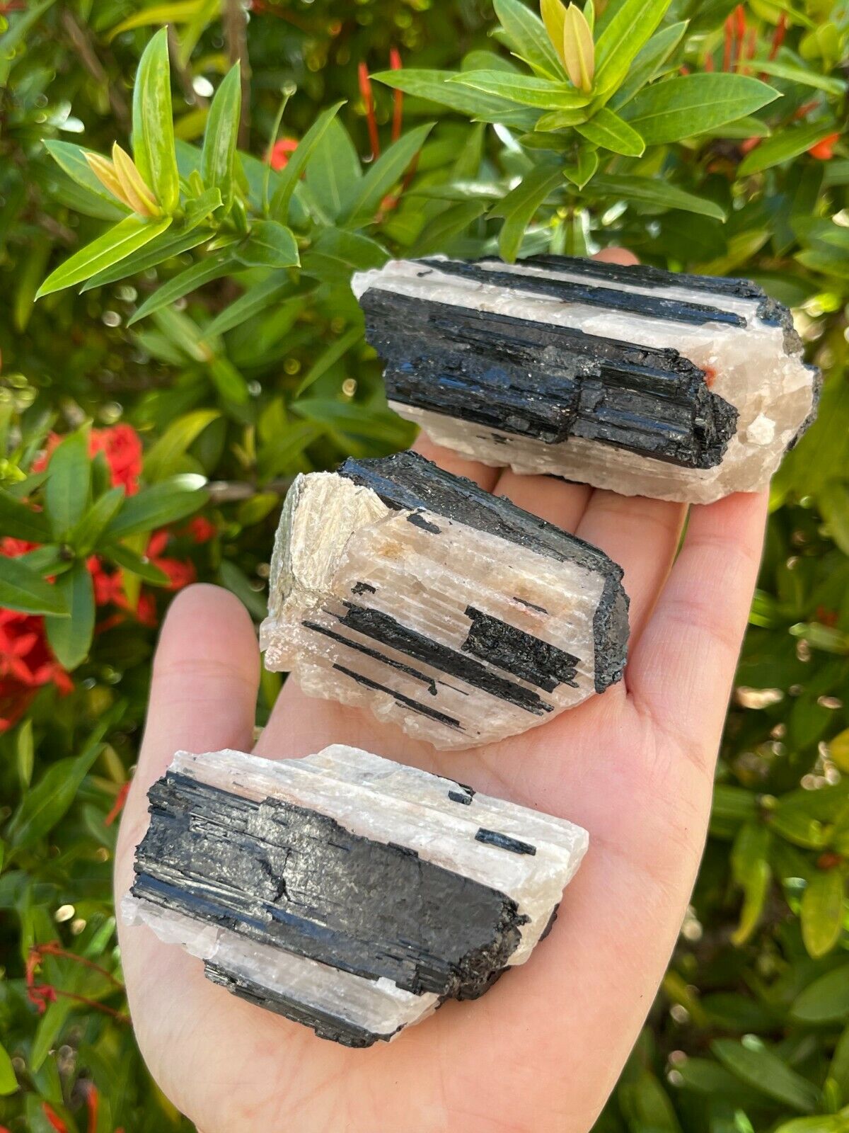 Raw Black Tourmaline Quartz Specimen, 1.5 - 4.5" Natural Black ...