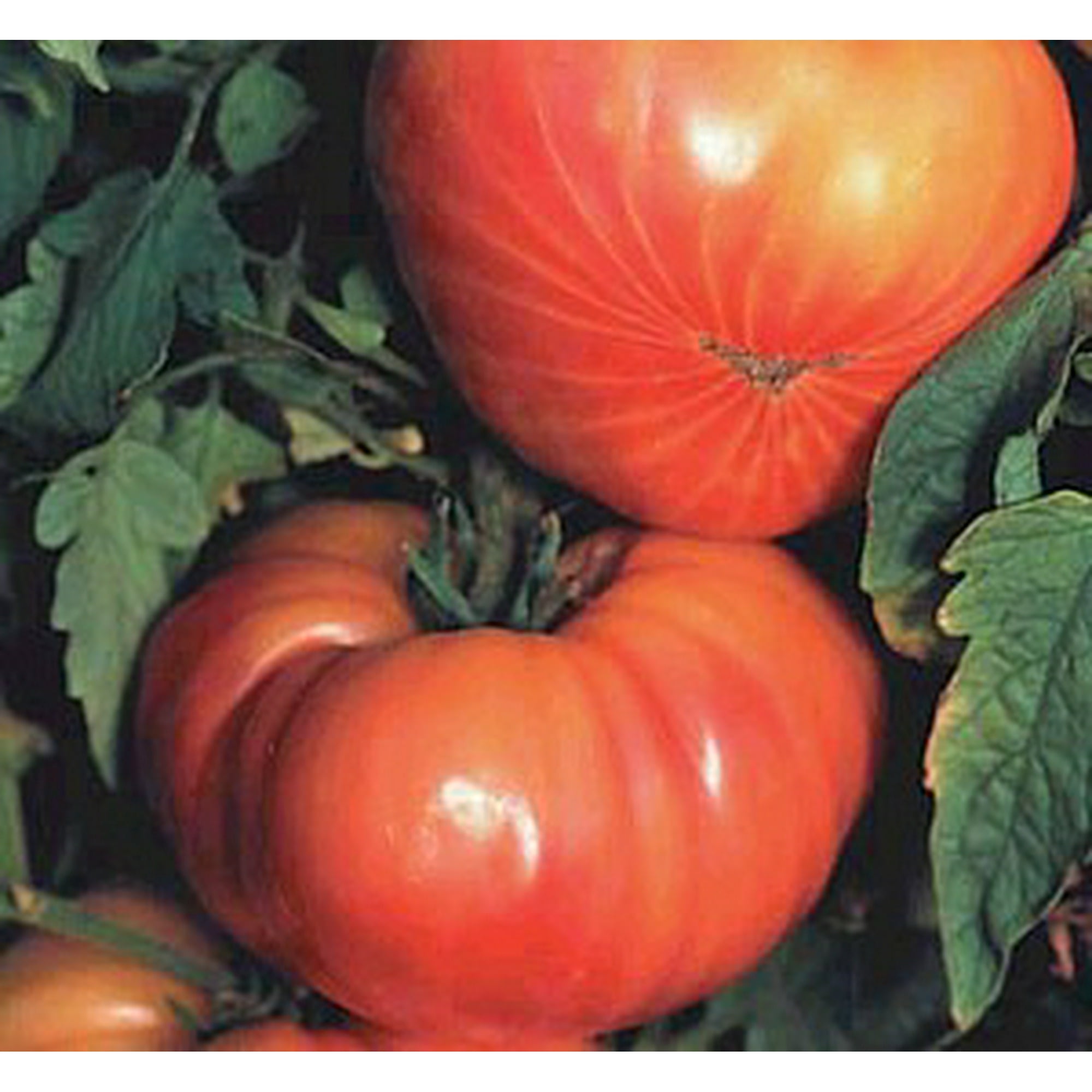 Tomato Hillbilly Regular Leaf Striped