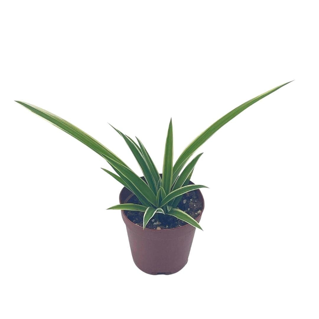 Spider Plant, Chlorophytum comosum, Limited, in a 2 inch Pot Tiny Mini ...
