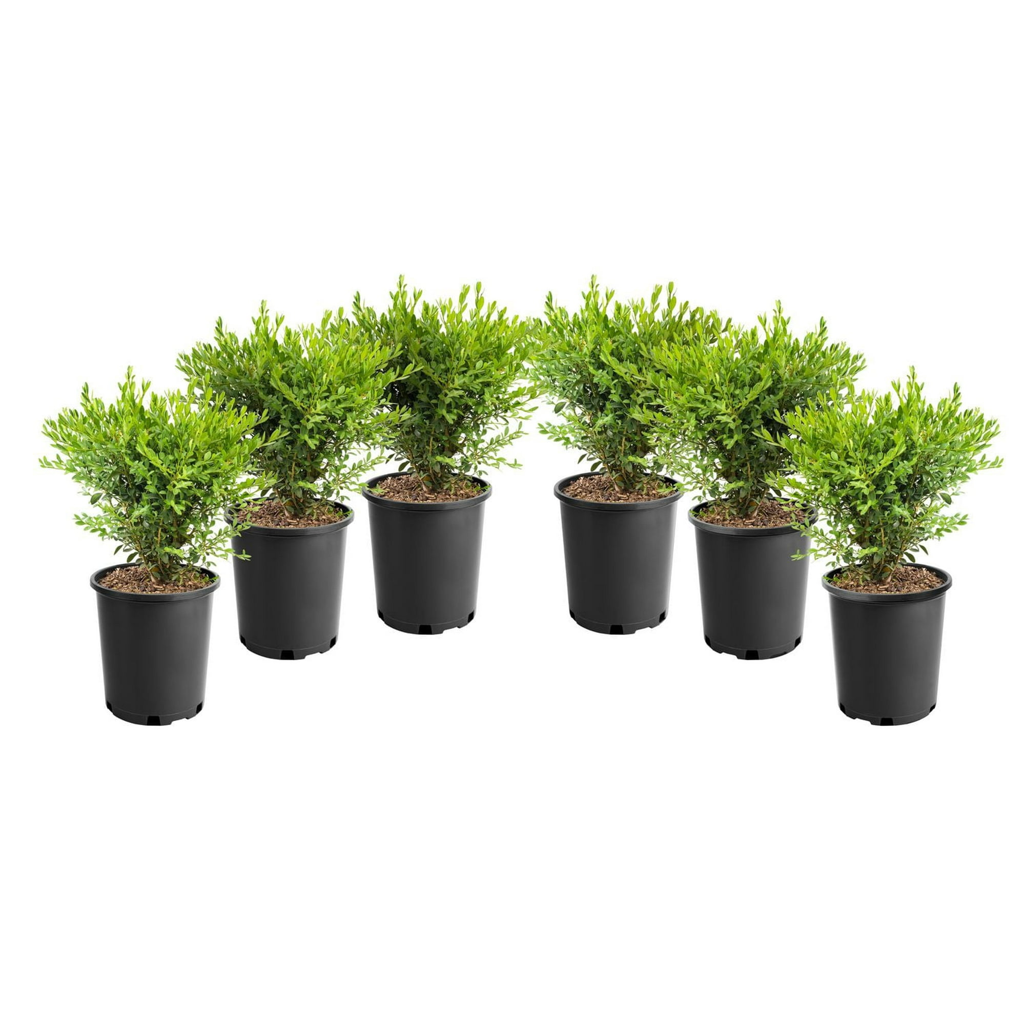 Click here for Landscp Essentials 1 Gallon (3.8l) Boxwood 6 Pack... prices