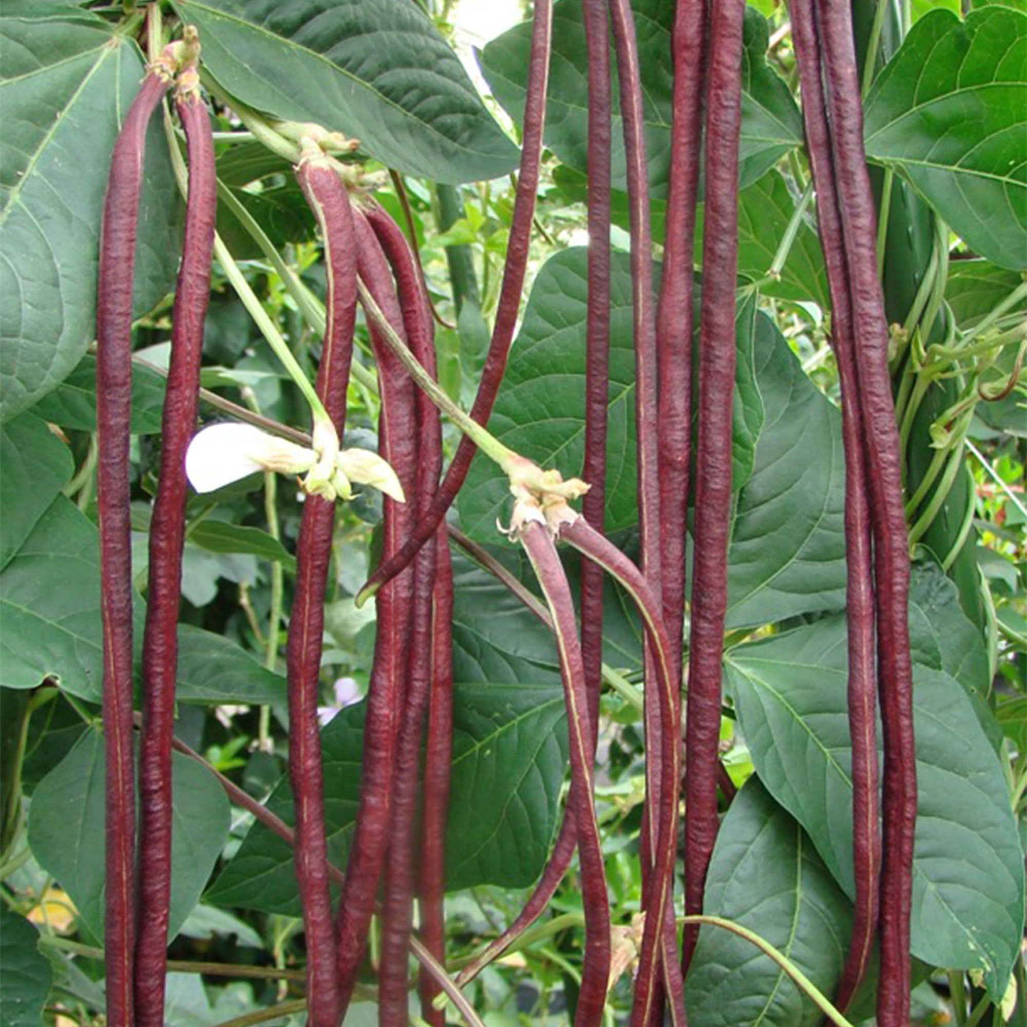 Yard Long Bean - Red Noodle - 4 Oz ~720 Seeds - Non-GMO, Heirloom ...