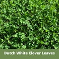 Flawn Seed Kits 1 lb, Dutch White Clover Organic Coated, Non-GMO ...