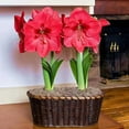 Amaryllis-Bulbs For Planting - Premium Garden Stake, Home Decoration ...