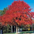 Red Oak Tree Seedlings For Planting Live Trees For Landscaping Or Shade 1 Tree No Ship To