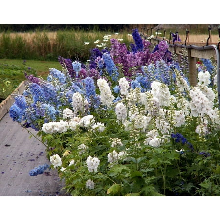 100 Mixed DELPHINIUM / ROCKET LARKSPUR Giant Imperial Mix Delphinium ...
