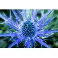 25 BLUE Star SEA HOLLY Eryngium Alpinum Flower Seeds - Walmart.com