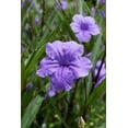 Dwarf Mexican Petunia Purple Katie's Dwarf Ruellia Brittoniana 50 Live ...