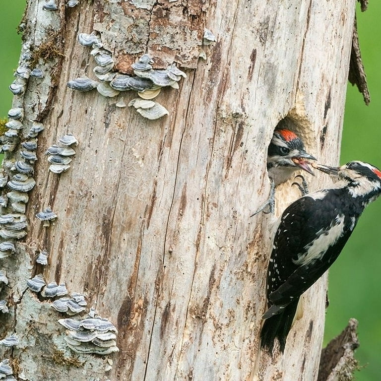 Downy Woodpecker Chicks