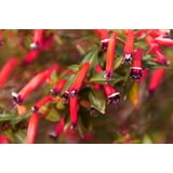 Seedville USA, 10 Red Firecracker Plant, Mexican Firecracker, Cuphea ...