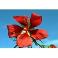 Seedville 10 Red Texas Star Hibiscus Flower Seeds, Huge Red Flowers ...