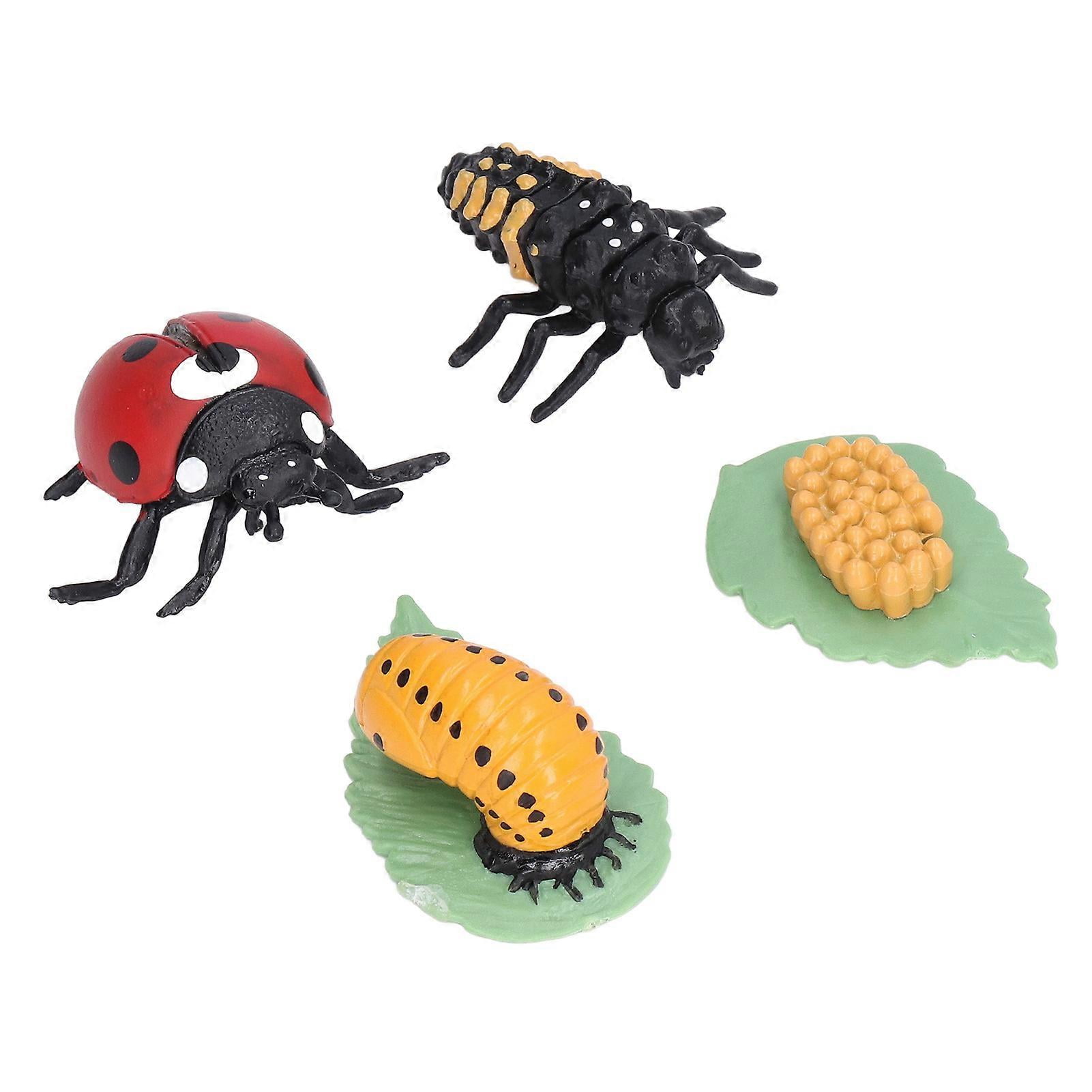 Life Cycle Figurines Lifelike Vinyl Ladybug Life Cycle Model Set for ...
