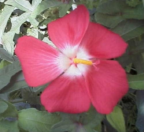 40 AMBRETTE / MUSK MALLOW Hibiscus Abelmoschus Moschatus Flower Seeds ...