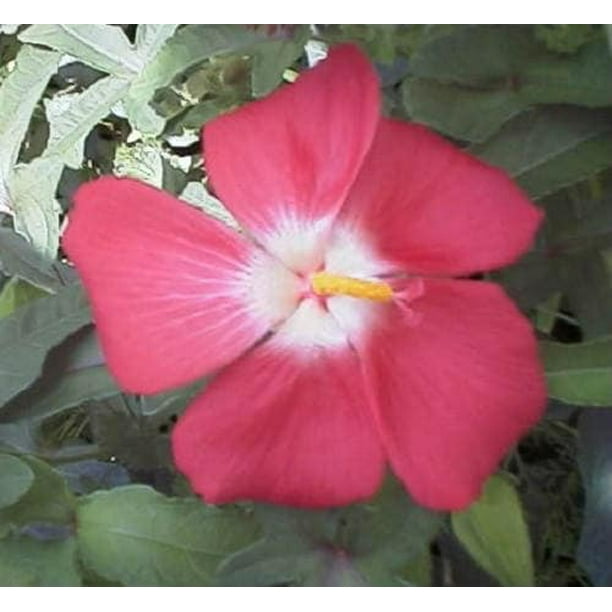 40 AMBRETTE / MUSK MALLOW Hibiscus Abelmoschus Moschatus Flower Seeds ...