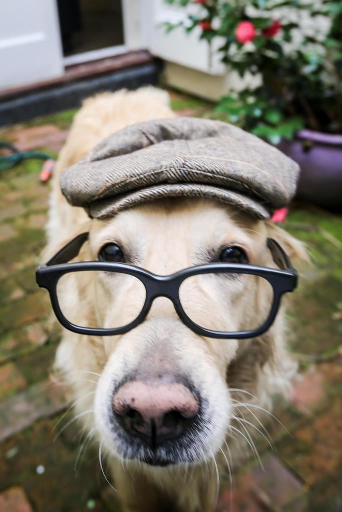 Dog Wearing Flat Cap and Glasses Photo Dog Posters For Wall Funny Dog ...