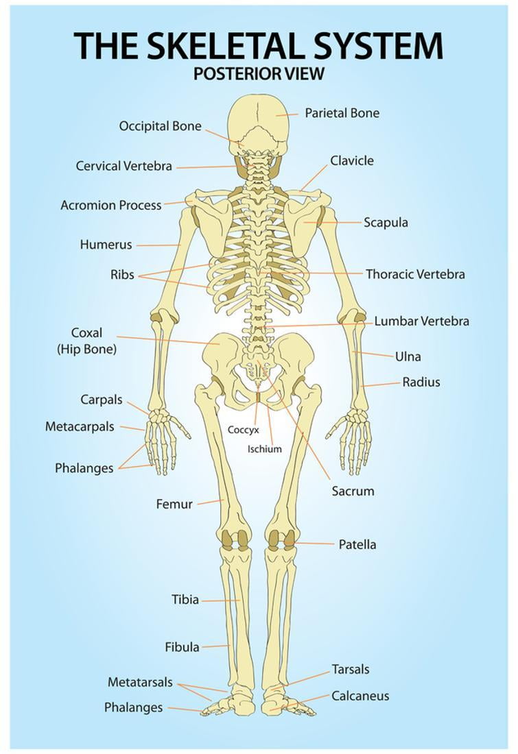 Skeleton Diagram Posterior
