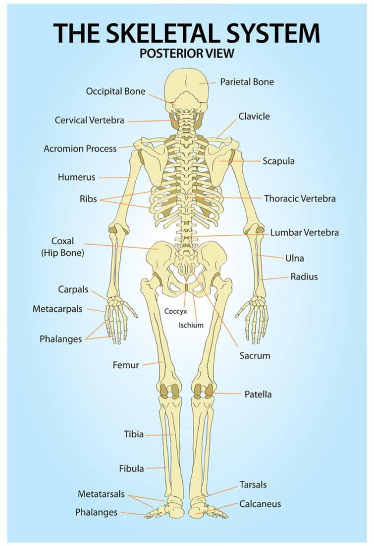 Skeletal System Posterior View Anatomy Print Poster 13x19 Walmart