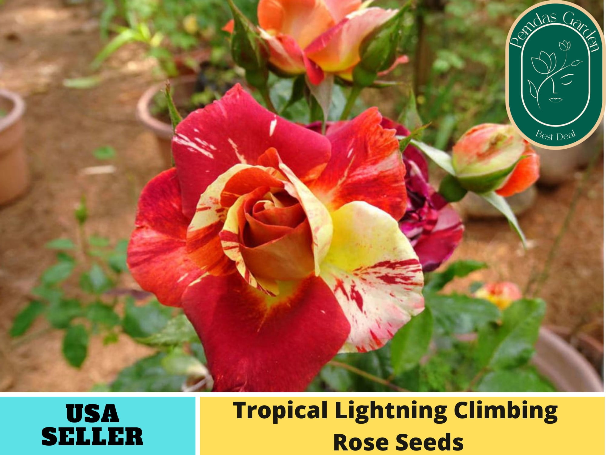32+ Seeds| Tropical Lightning Climbing Rose Rose Seeds - Authentic ...