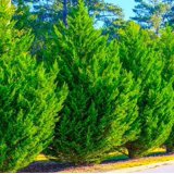 Murray Cypress Tree/Shrub Live Plant 6-12" Tall in 2.5" Pot- Seedlings ...